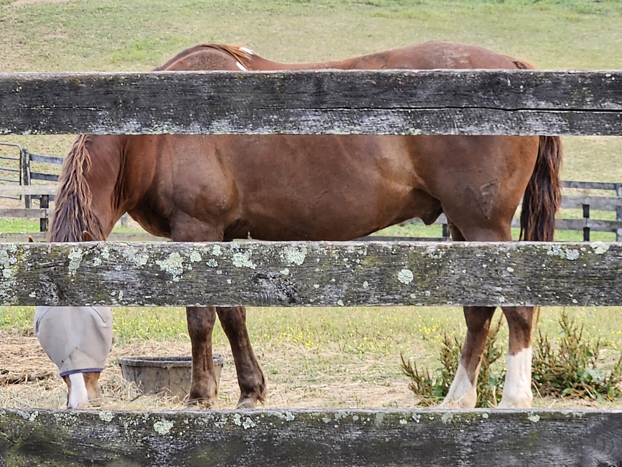 Dillon thru fence | Blue Ridge Center for Therapeutic Horsemanship